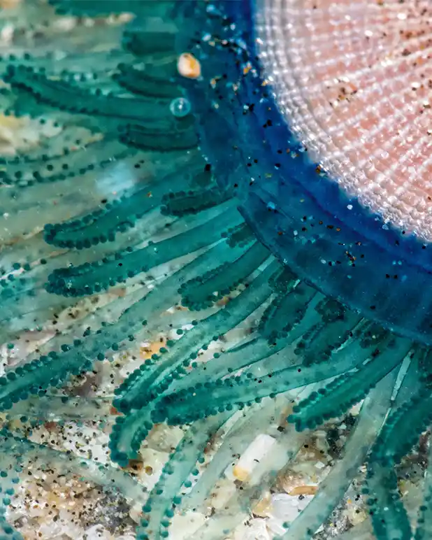 The Lives Aquatic