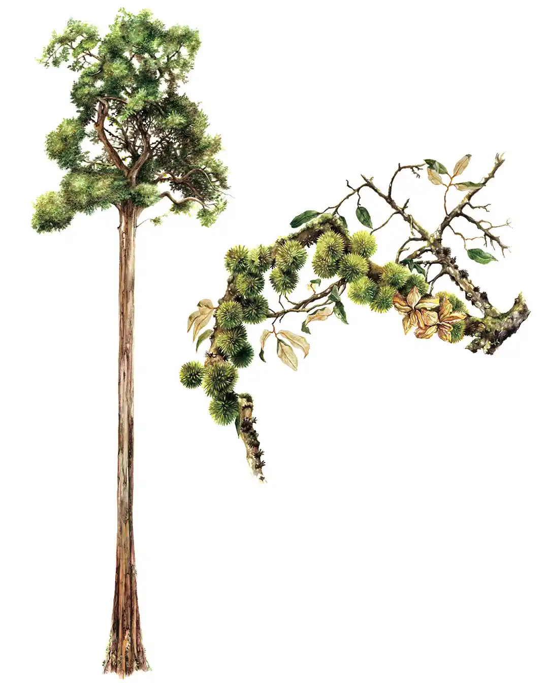The Forest For The Trees